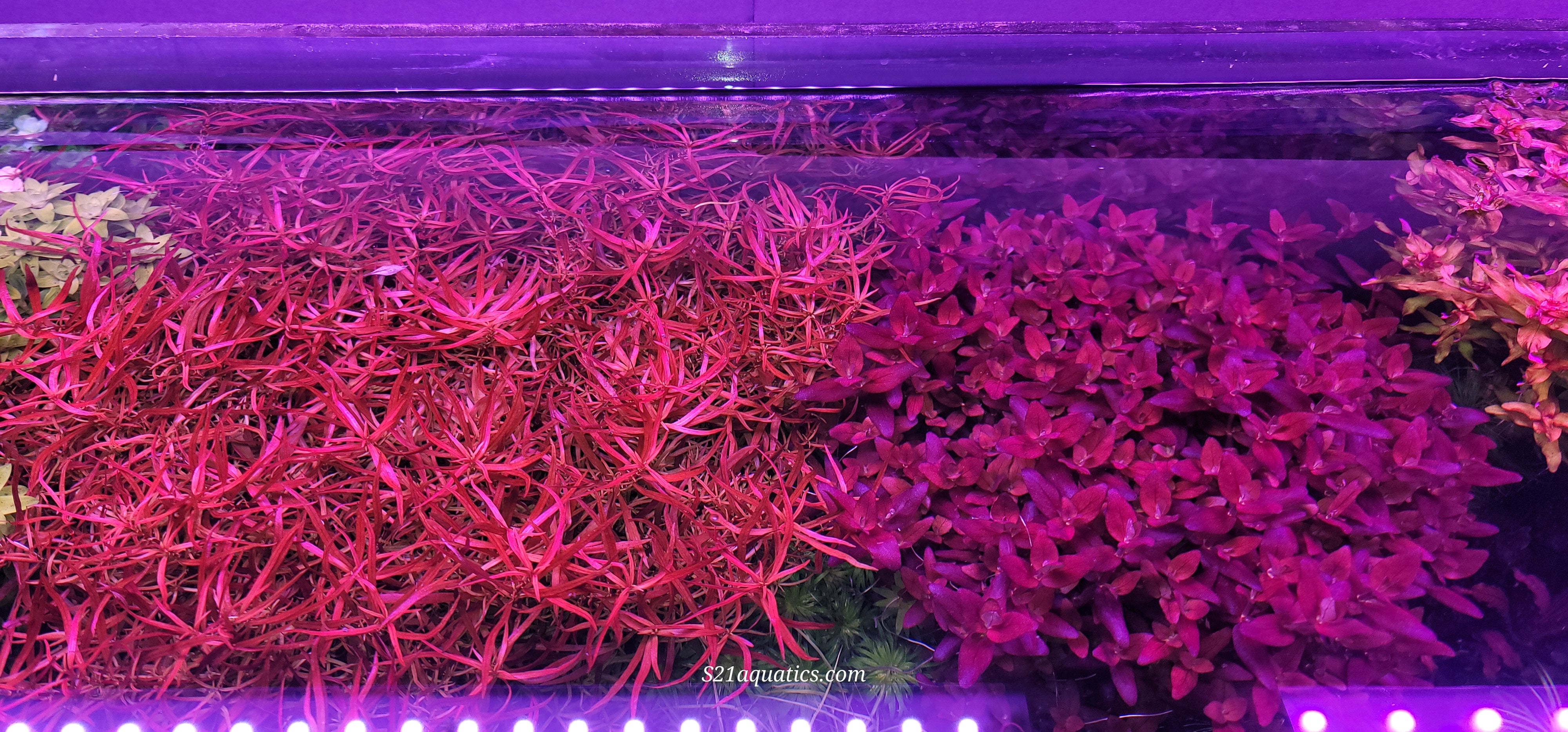 Background – S21 Aquatics LLC