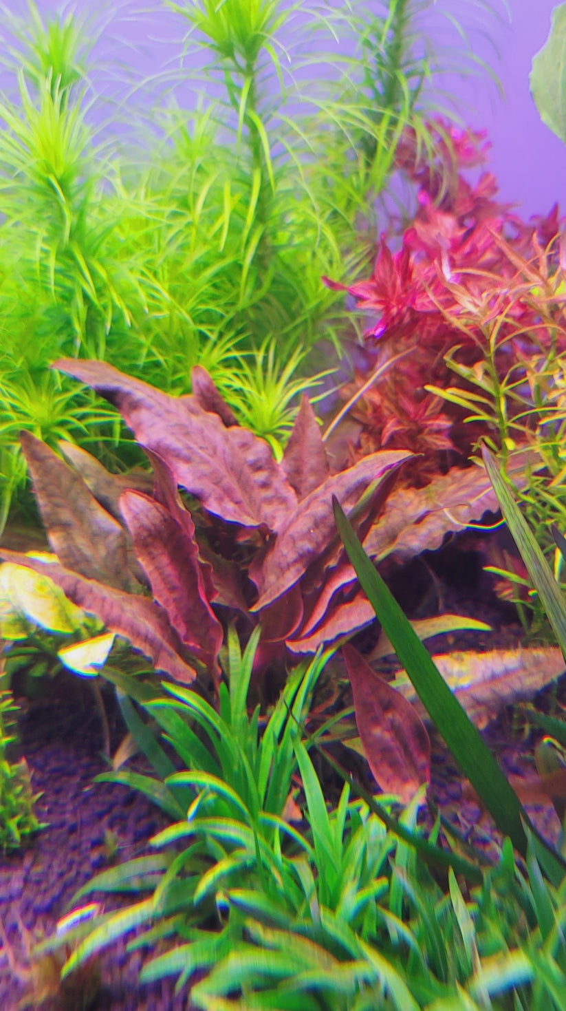 Cryptocoryne Pontederiifolia ‘Red Lips’ – S21 Aquatics LLC